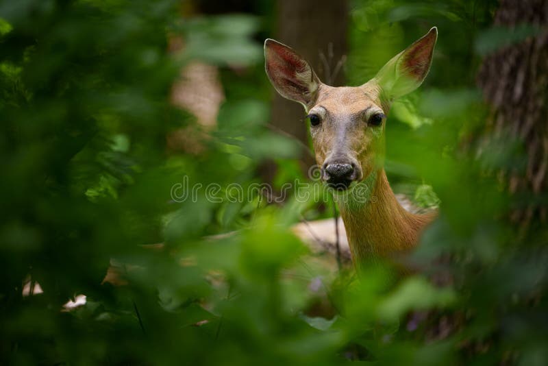 Beautiful Shot of a Deer from Behind the Leaves in a Forest Stock Photo ...