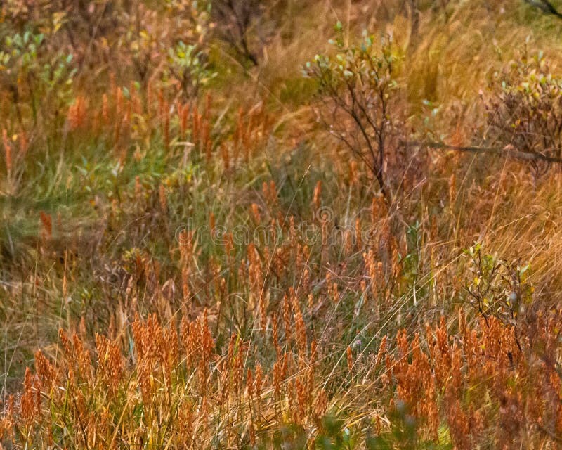 Beautiful Shot of a Dried Grassland Stock Image - Image of beauty, farm ...