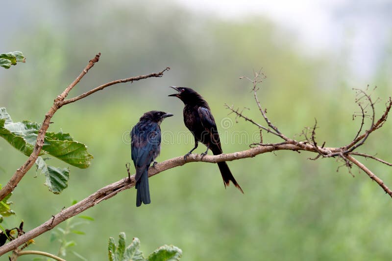 Drongo stock photo. Image of shot, juvenile, wild, indian - 122309448