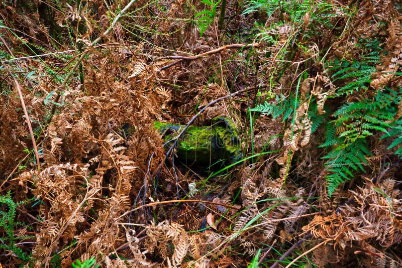 Beautiful Shot of Dry Fern Tree Leaves in a Forest after the Fire Stock ...