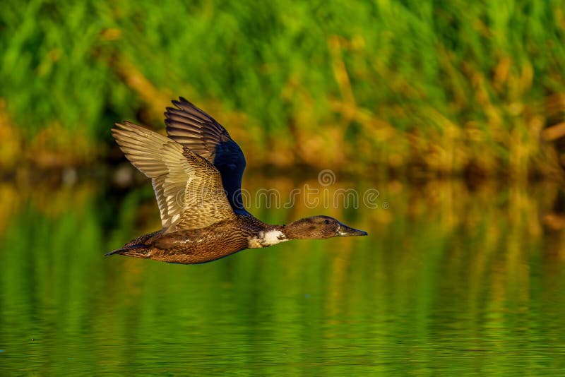 Beautiful Shot of a Duck Flying Over the Water Stock Photo - Image of ...