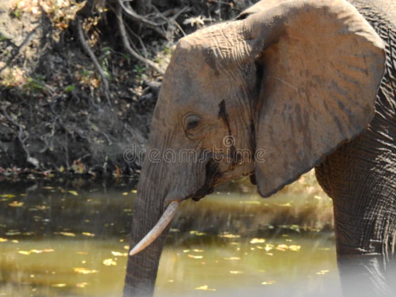 Beautiful Shot of an Elephant by a Pond Stock Image - Image of creature ...