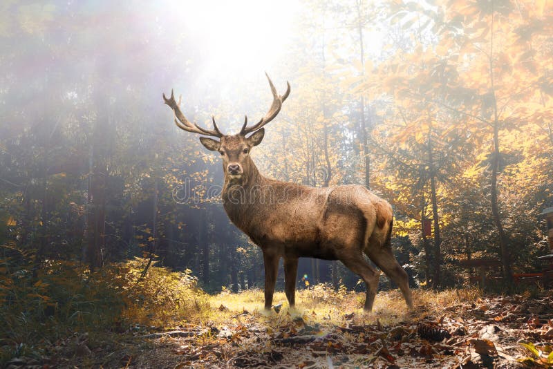 Beautiful Shot of an Elk Standing in the Forest Under the Shining Sun ...