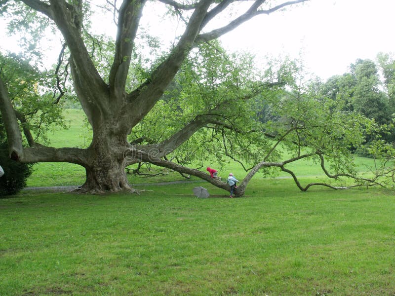 Beautiful Shot of an Extraordinary Tree in a Pa Stock Photo - Image of ...