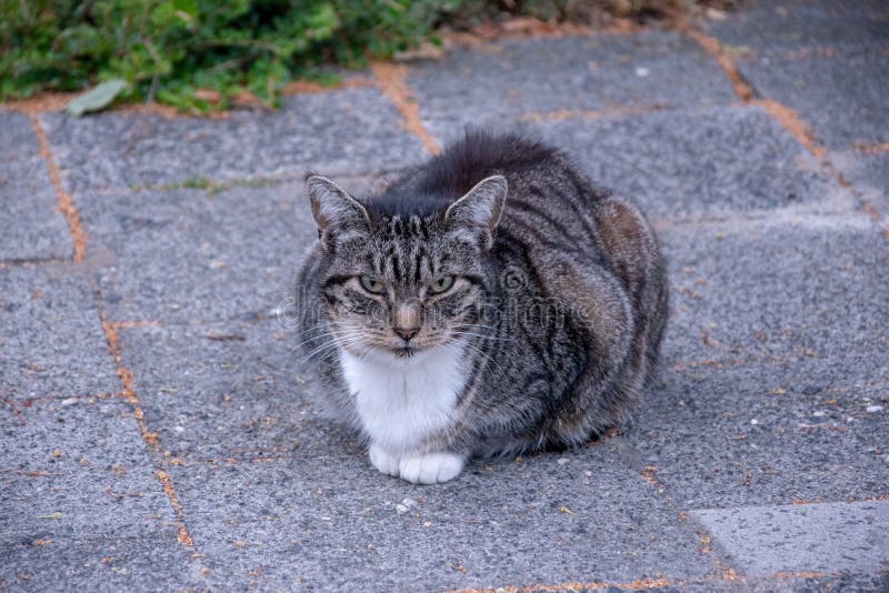 Beautiful Shot of a Fluffy Cat Sitting on a Concrete Ground Stock Image ...