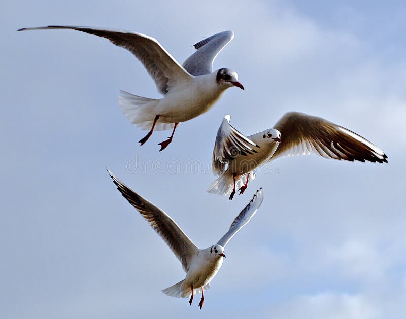 Beautiful Shot of Flying Birds Stock Image - Image of freedom, view ...