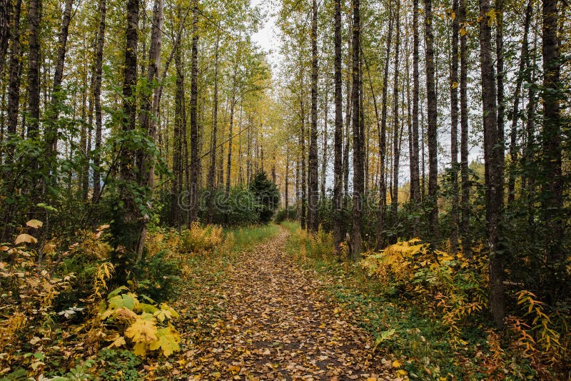 Beautiful Shot of Forest in Autumn in Alaska Stock Photo - Image of ...