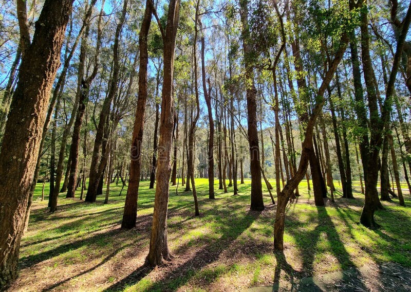 Beautiful Shot of a Forest Full of Tall Trees during the Day Stock ...