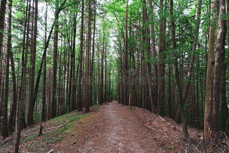 Beautiful Shot of a Forest Full of Trees and a Small Path in the Middle ...