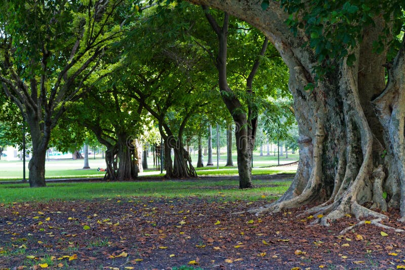 Beautiful Shot of a Forest with Huge Trees during the Day Stock Image ...