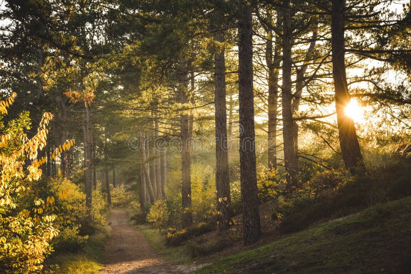 Beautiful Shot of Forest Pathway with Sun Reflection Stock Image ...