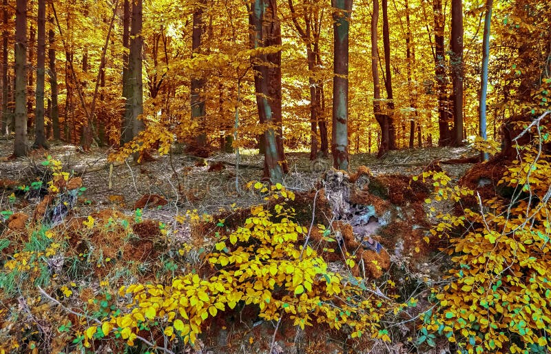 Beautiful Shot of a Forest with Tall Trees Seen through Golden Trees ...
