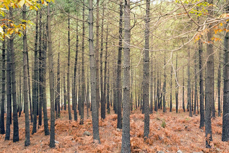 Beautiful Shot of a Forest of Thin Tall Trees during the Fall Stock ...