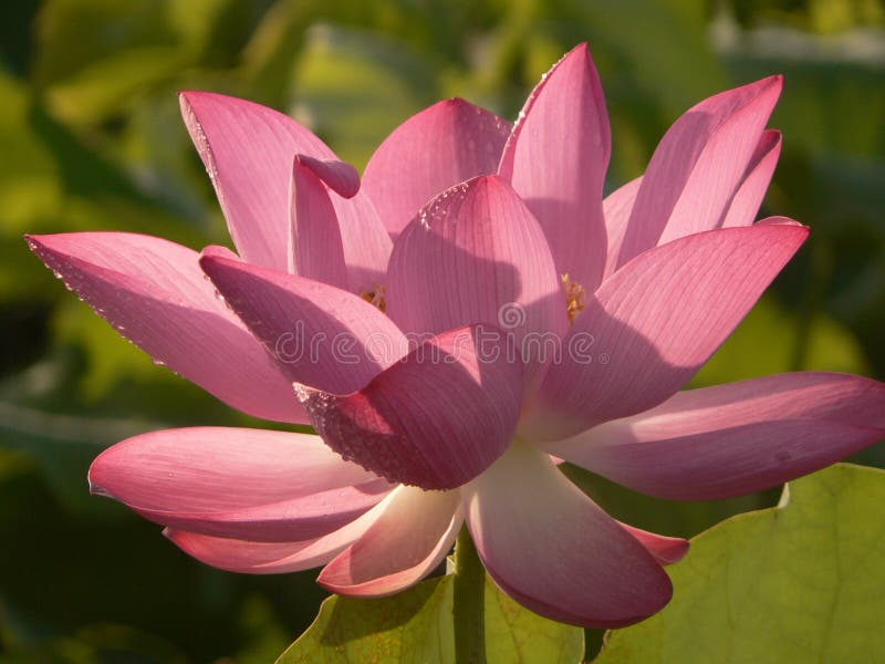 Beautiful Shot of a Fully Bloomed Pink Lotus Flower Stock Photo - Image ...