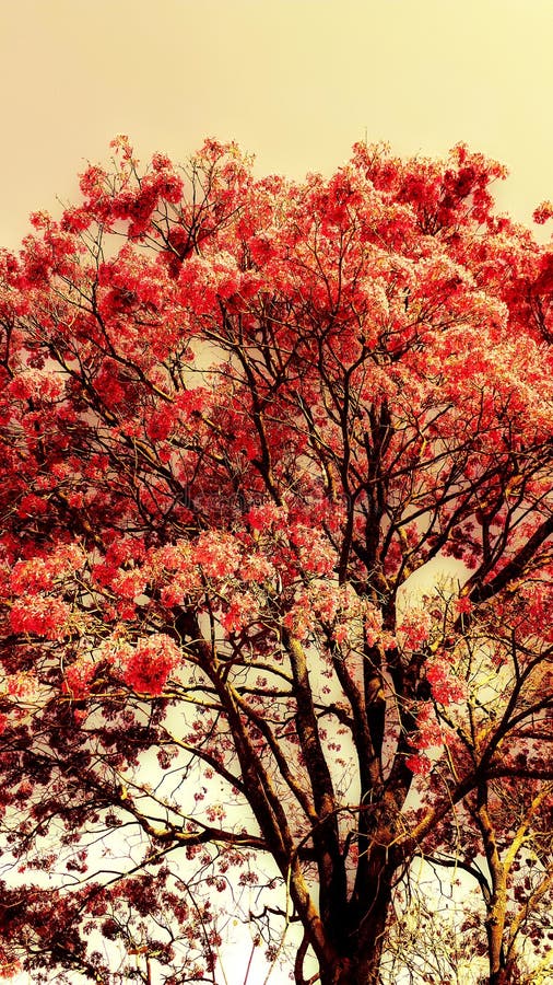 Beautiful Shot of a Fully Blossomed Tree Stock Image - Image of flower ...