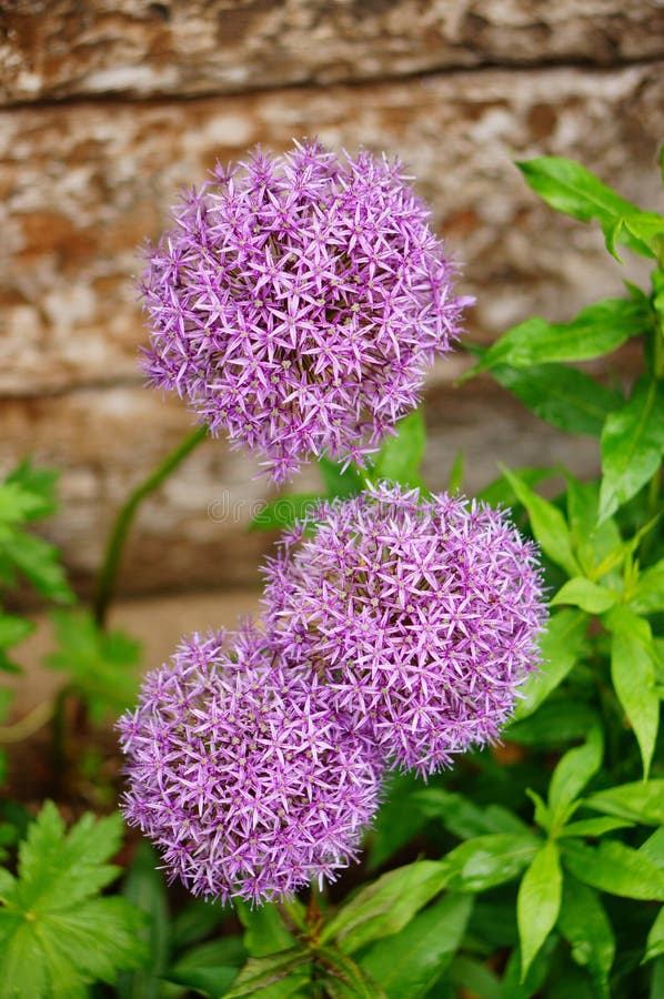 Beautiful Shot of Gladiator Allium Flowers in Front of a Wall in the ...