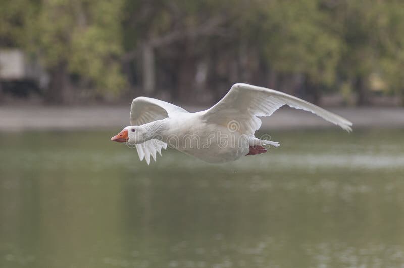 Beautiful Shot of a Goose Flying Over a Reflective Pond Stock Image ...