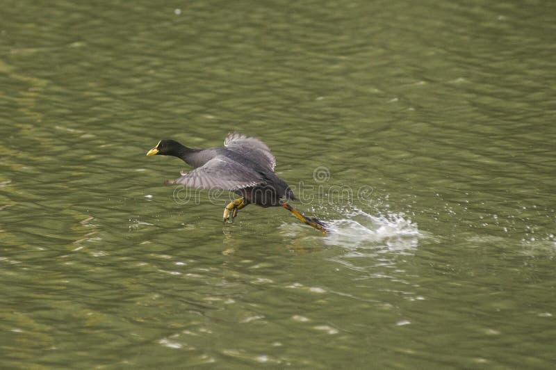 Beautiful Shot of a Goose Flying Over a Reflective Pond Stock Image ...