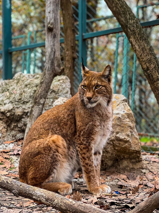 Beautiful Shot of a Gorgeous Lynx in a Zoo Stock Image - Image of ...