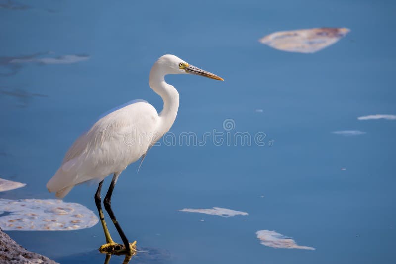 Beautiful Shot of a Great Egret Standing on a Water Stock Photo - Image ...