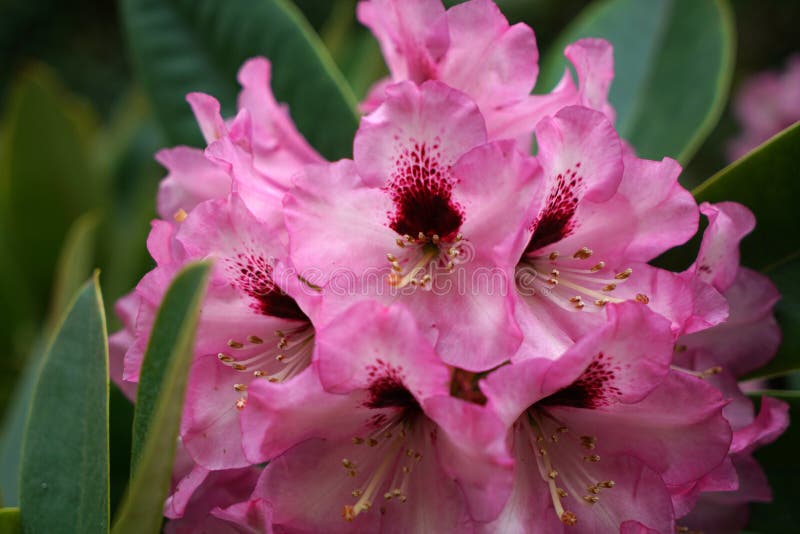 Beautiful Shot Great Rhododendron Flowers Stock Photos - Free & Royalty ...