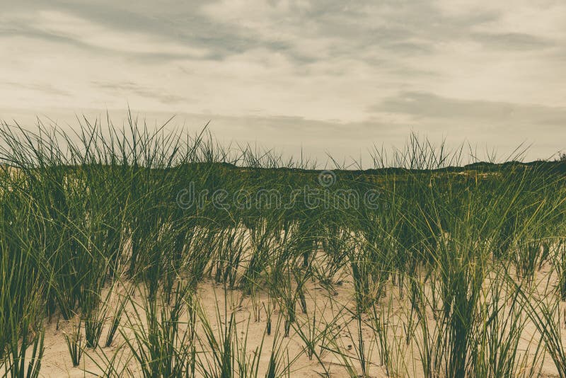 Beautiful Shot of Greenery on the Beach Under a Cloudy Sky in Borkum ...