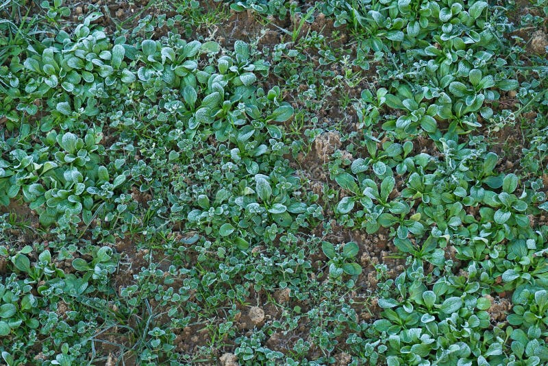 Beautiful Shot of the Ground Covered with Different Kinds of Greenery ...