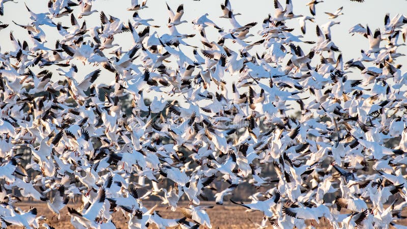 Beautiful Shot of a Group of Birds Migrating with the Sun Shining on ...