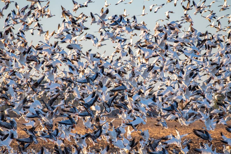 Beautiful Shot of a Group of Birds Migrating with the Sun Shining on ...