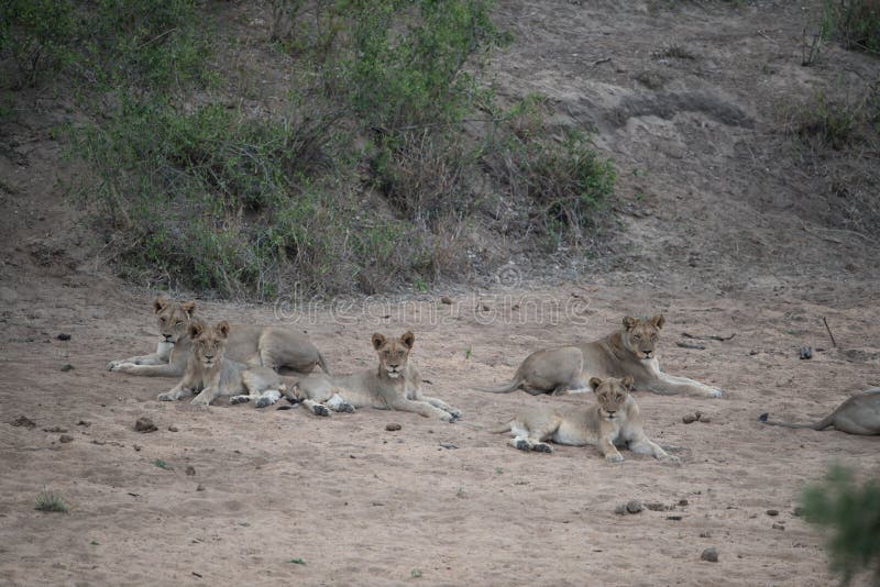 Beautiful Shot of a Group of Lions Resting on the Ground Stock Photo ...