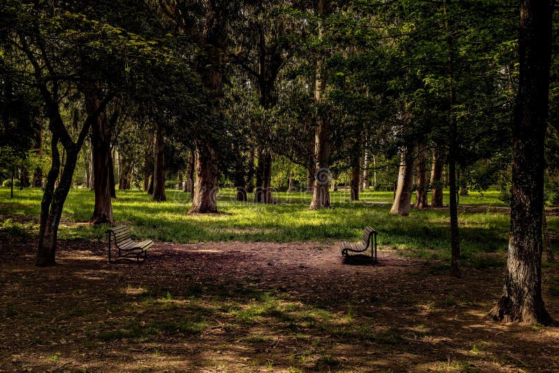 Beautiful Shot of a Group of Trees in a Forest Stock Image - Image of ...