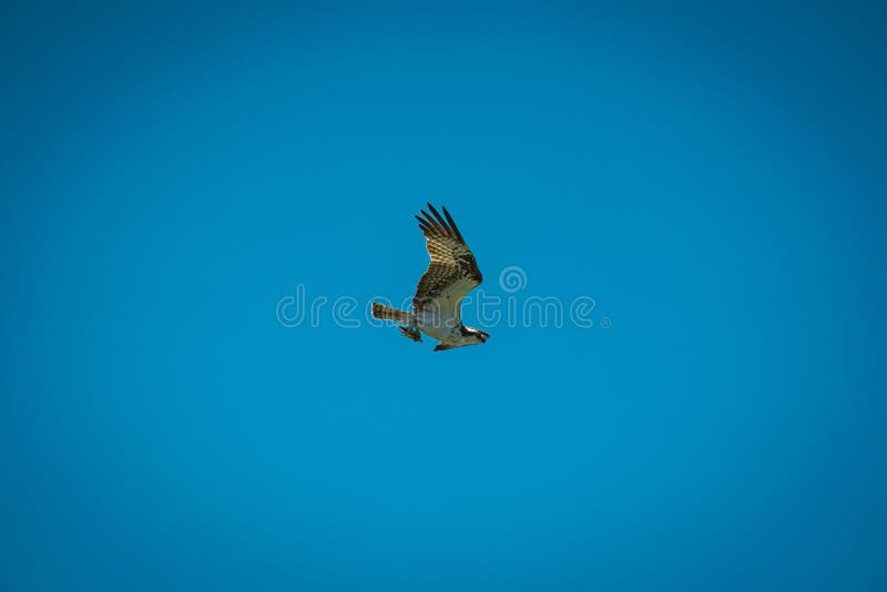 Beautiful Shot of a Hawk Flying on a Blue Sky in Bright Sunlight Stock ...
