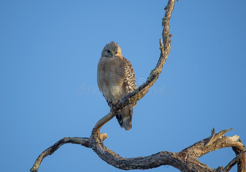 Beautiful Shot of a Hawk Resting on a Tree Branch with a Clear Blue Sky ...