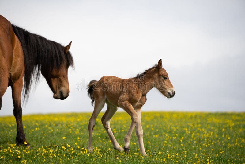 Beautiful Shot of a Horse with Her Foal in the Field Stock Photo ...