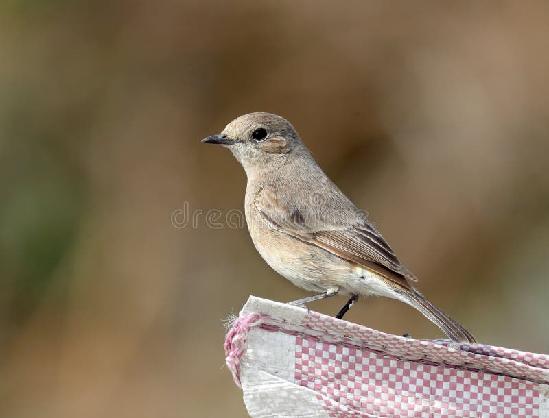 Indian robin female stock image. Image of avian, female - 138640227
