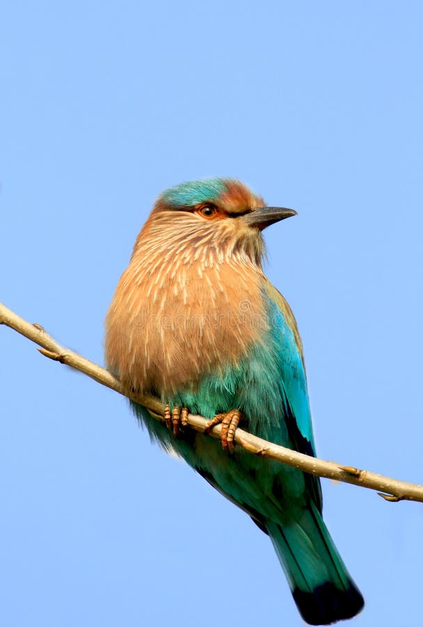 Indian roller stock image. Image of species, beak, feathers - 143731349