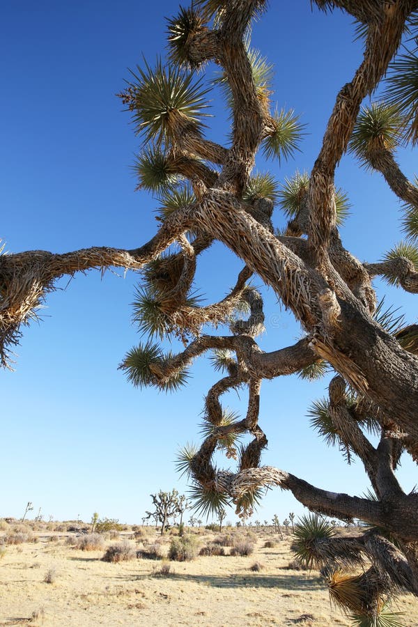 Beautiful Shot of a Joshua Tree Under the Clear Skies Stock Photo ...