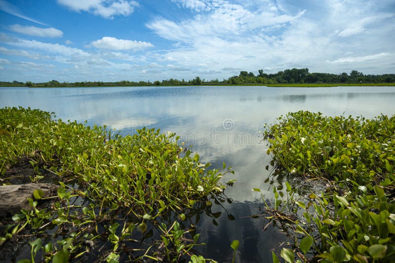Beautiful Shot of a Lagoon Covered with Aquatic Plants Under a Blue Sky ...