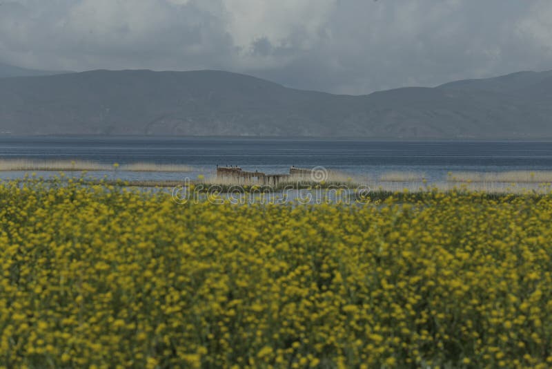 Beautiful Shot of the Lake Sevan Beach with Yellow Flowers Stock Image ...