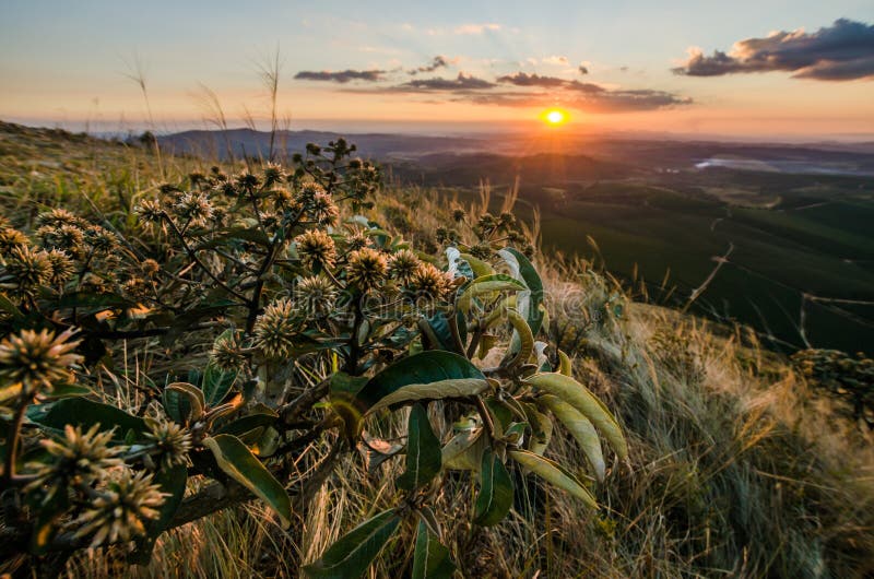 A Landscape with Greenery and Sun. Stock Image - Image of leaf, outdoor ...