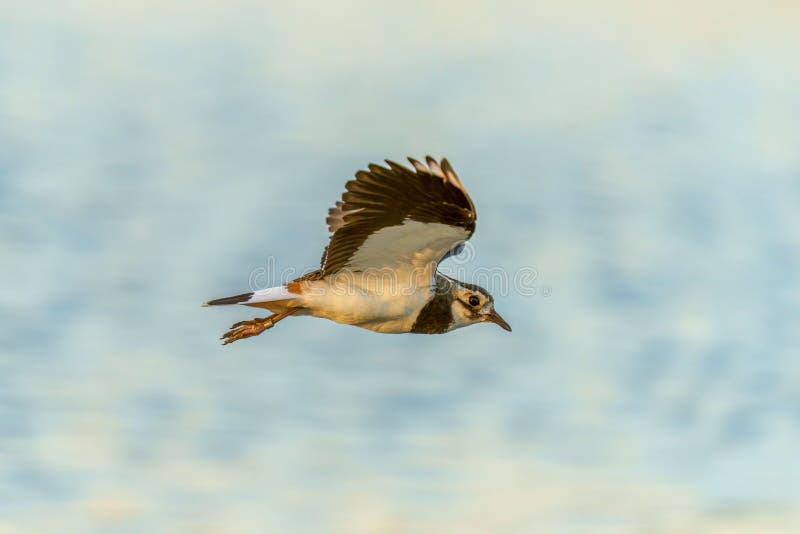 Beautiful Shot of a Lapwing Flying Stock Image - Image of green, avian ...