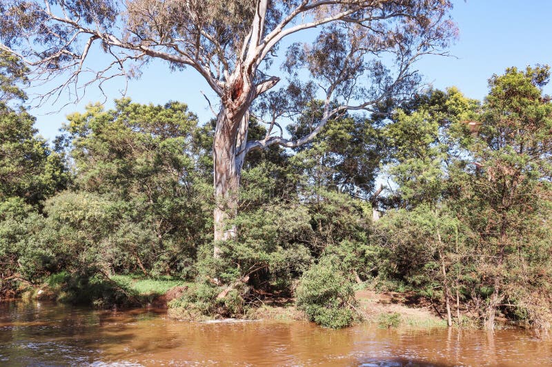 Beautiful Shot of a Large Eucalyptus Tree Growing Near the Werribee ...