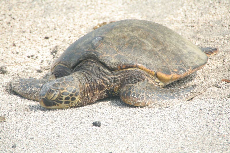 Beautiful Shot of a Large Tortoise Sleeping in the Sand Stock Image ...