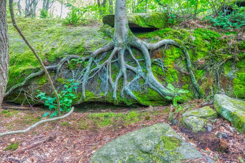 Beautiful Shot of a Large Tree with Roots Visible on a Steep Hill in a ...