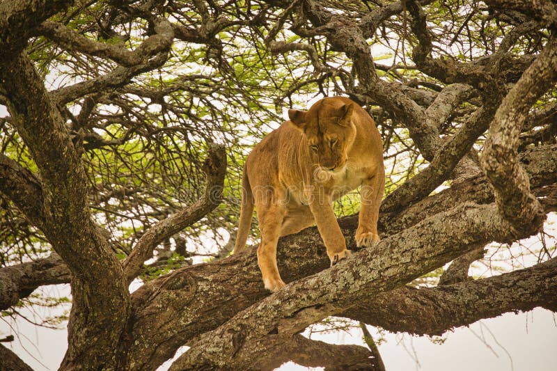 Beautiful Shot of a Lion Climbing Up Tree Branches Stock Photo - Image ...