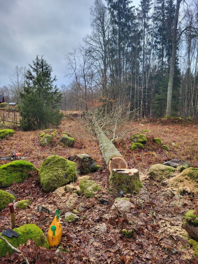 Beautiful Shot of a Log on a Rocky Ground Stock Photo - Image of trunk ...