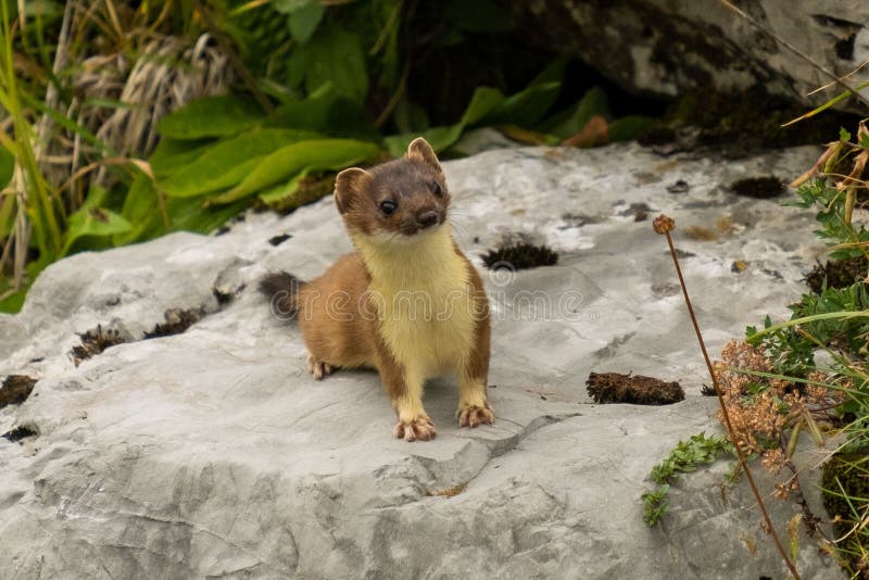 Beautiful Shot of a Long-tailed Weasel on a Rock Stock Photo - Image of ...