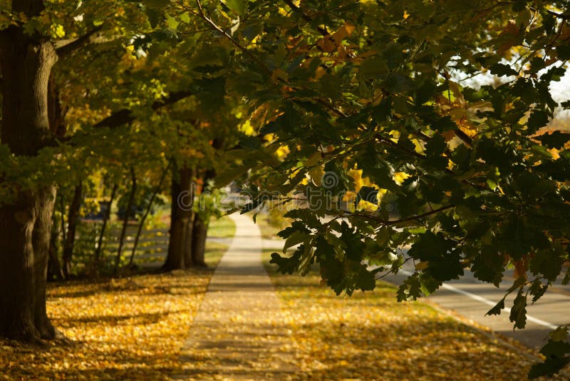 Beautiful Shot of a Long Walking Trail through an Autumn Forest with ...