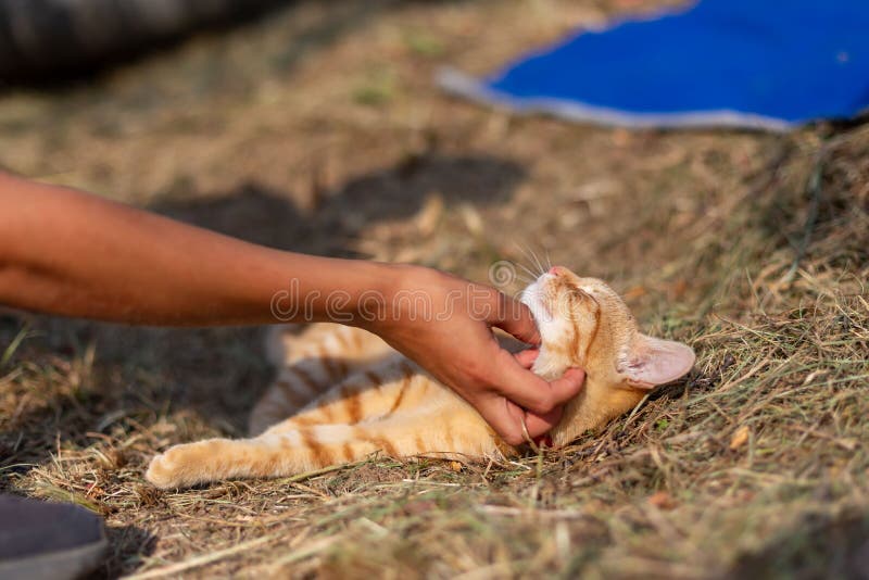 Beautiful Shot of a Man& X27;s Hand Touching a Cat Stock Image - Image ...