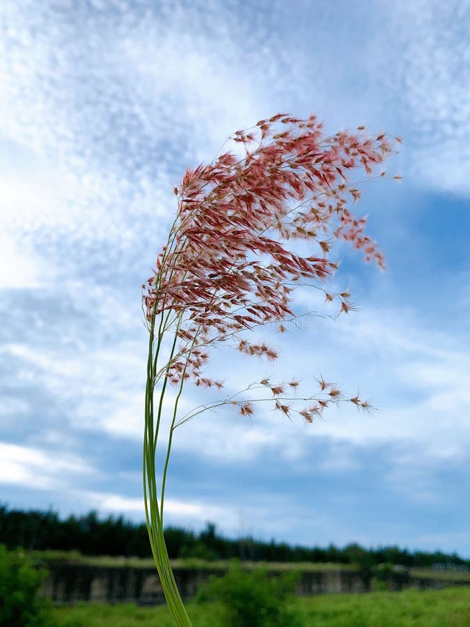 Beautiful Shot of Miscanthus Grass Swaying in the Wind Stock Image ...